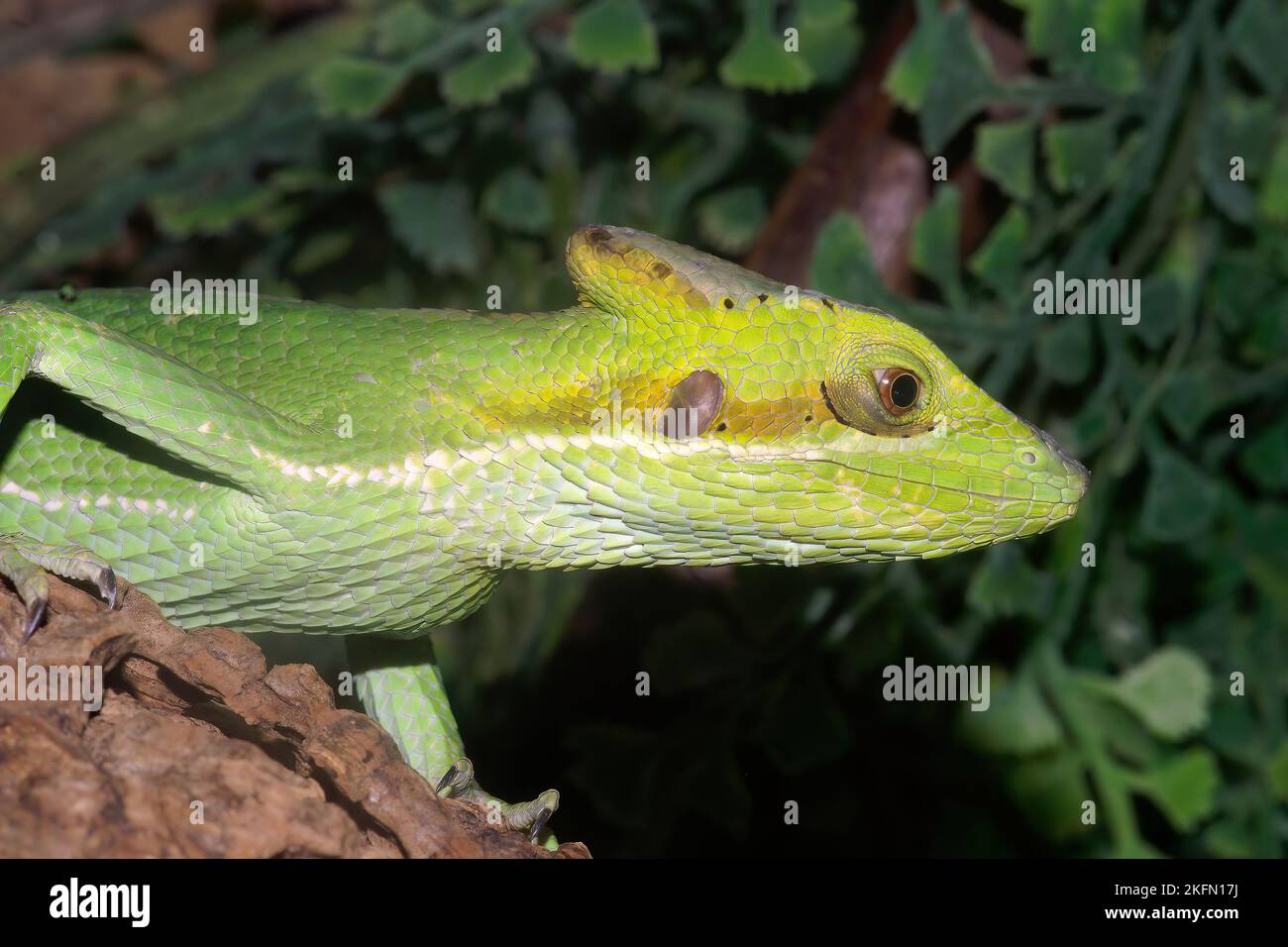 Closeup on the head of a colorfull green Serrated casquehead iguana ...