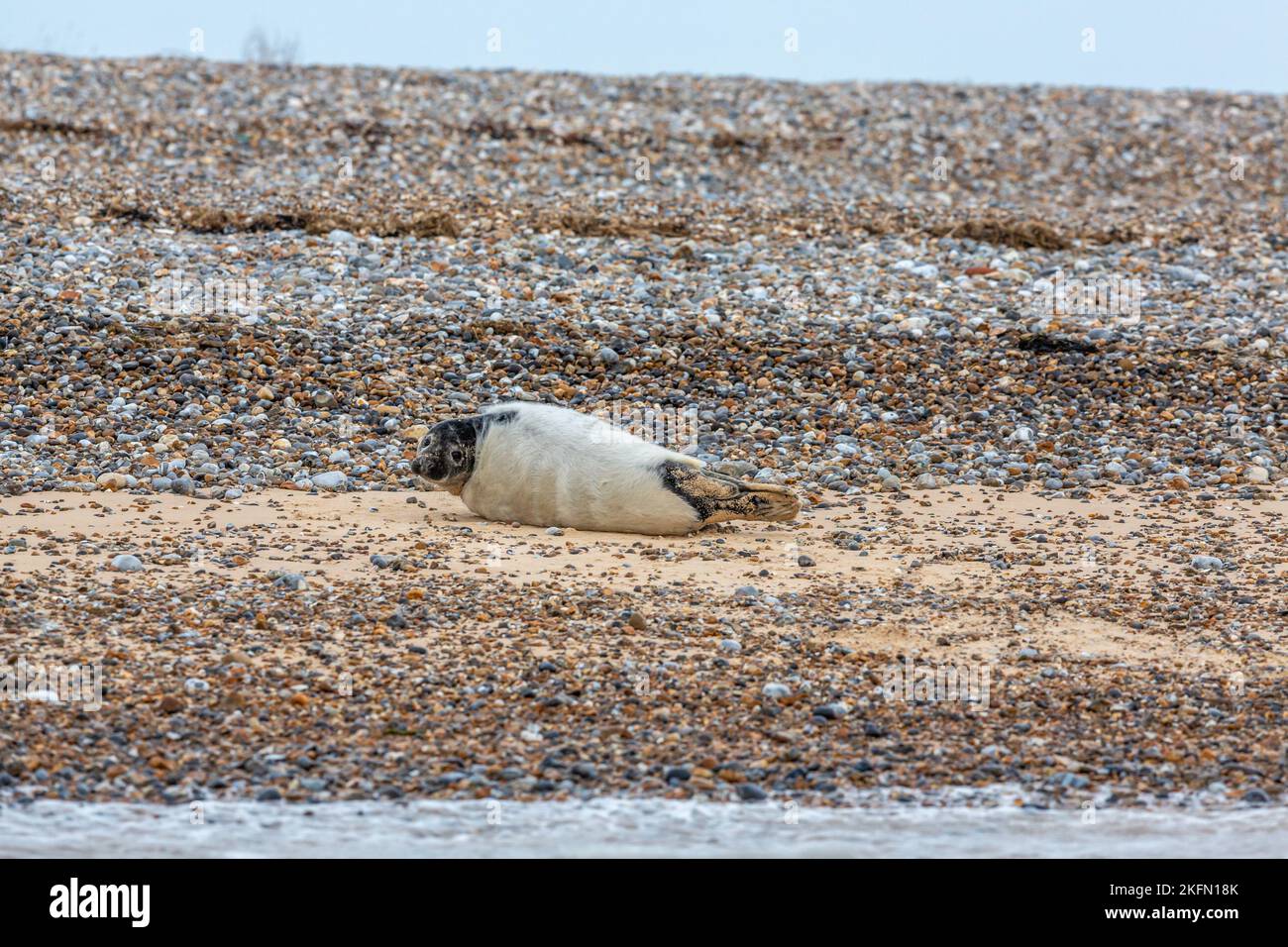 Mottling hi-res stock photography and images - Alamy