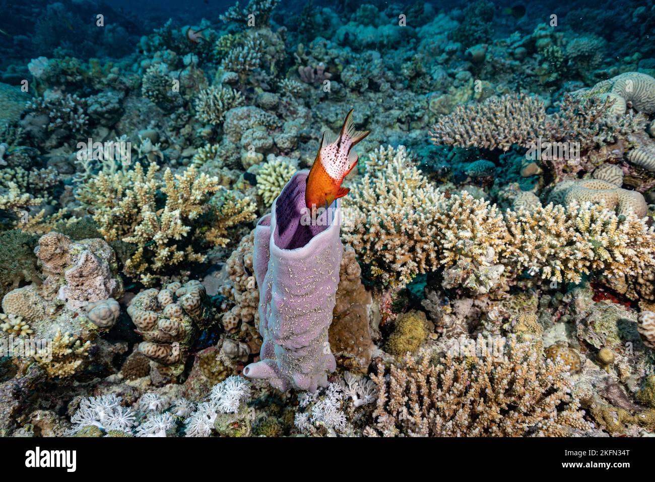 Sponge with fish on a reef in the Red Sea Stock Photo - Alamy