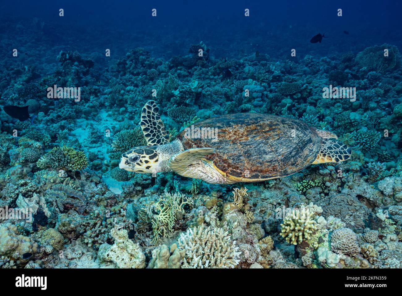 Turtle on a reef in the Red Sea Stock Photo - Alamy