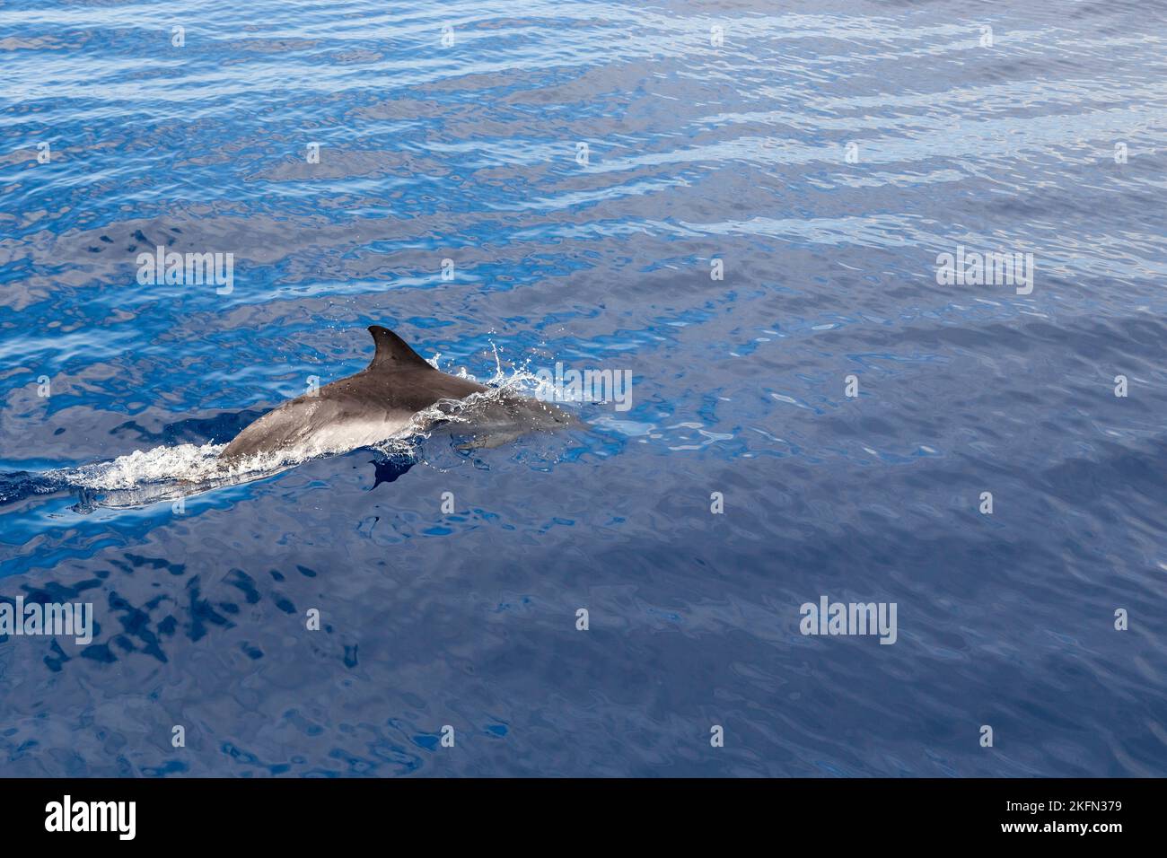This is the back of a dolphin moving near the surface of sea water ...