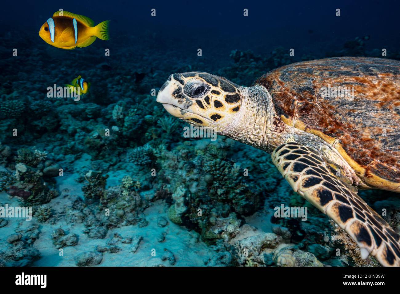 Turtle with anemone fish on a reef in the Red Sea Stock Photo - Alamy