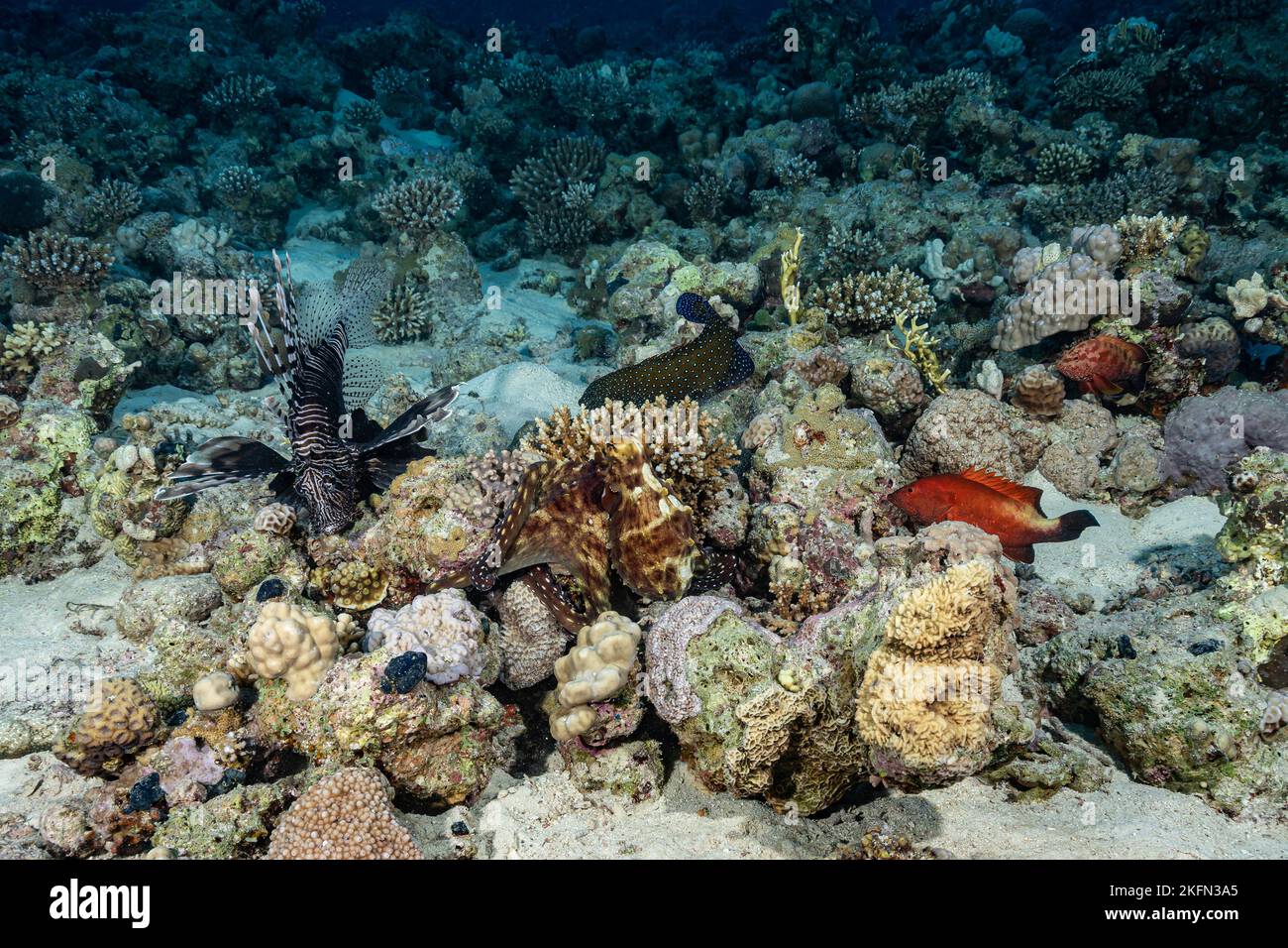 Octopus hunting fish hi-res stock photography and images - Alamy