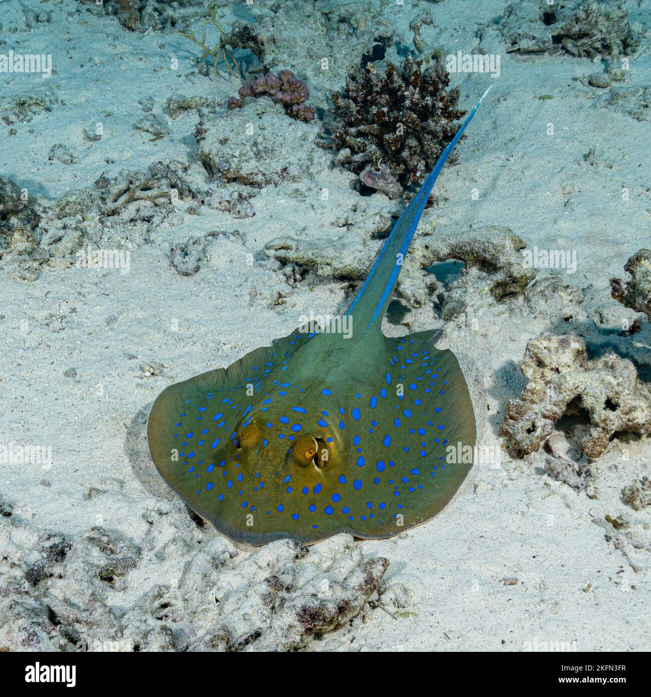 Blue spotted ray on a sandy bottom in the Red Sea Stock Photo - Alamy