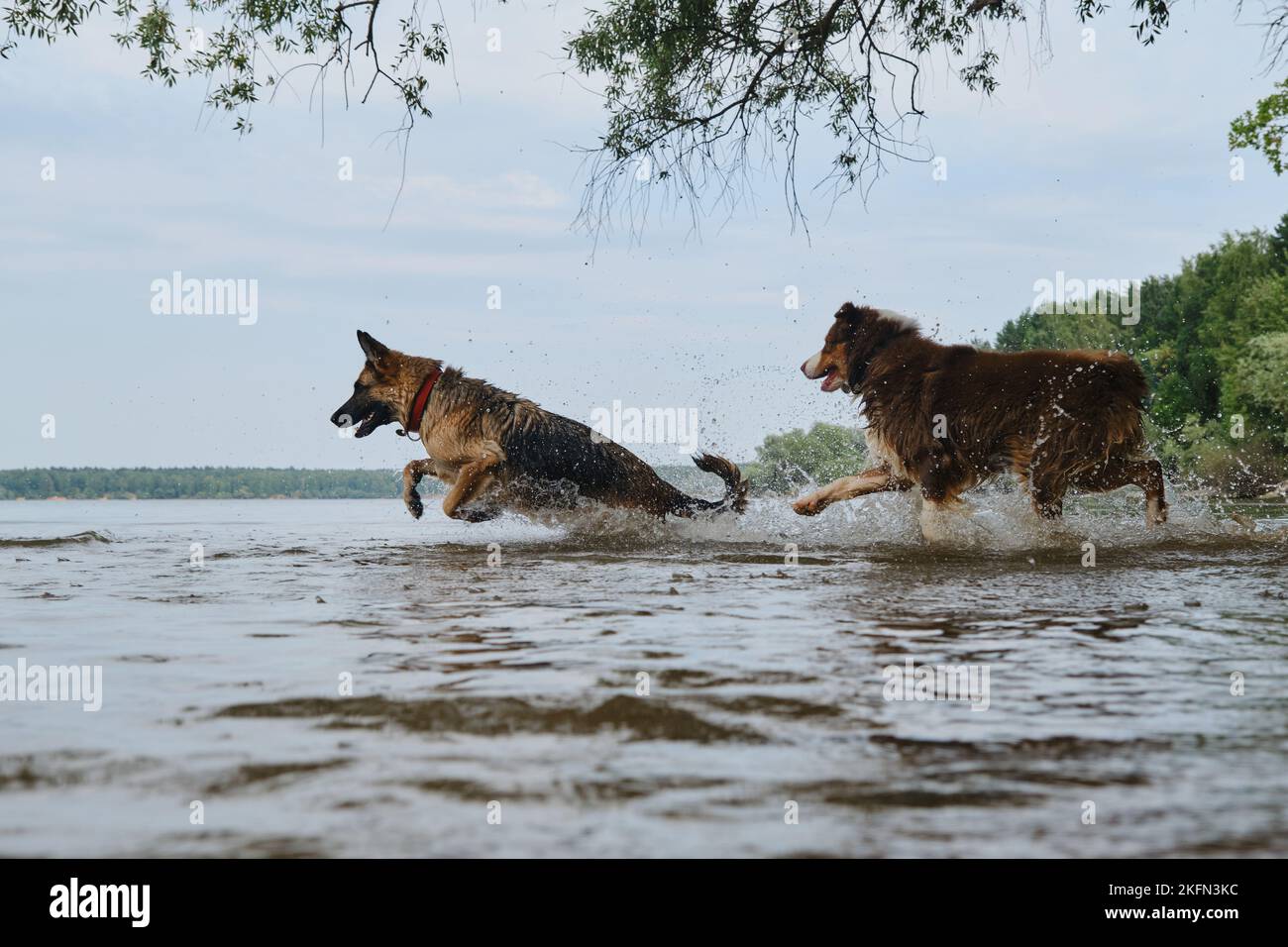 Two dogs playing catch up running in water. Spray flying in different ...