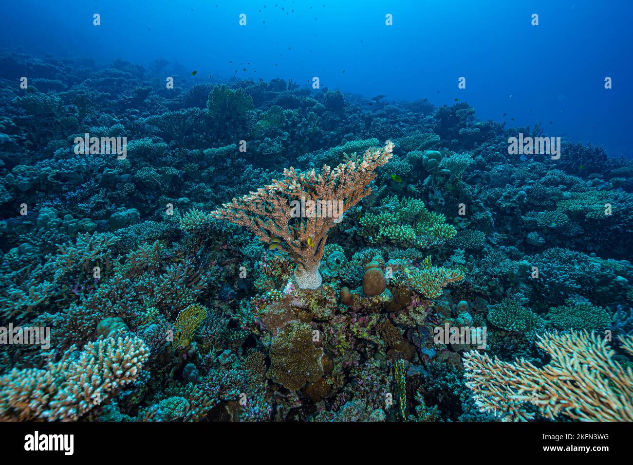 Coral garden in the Red Sea Stock Photo - Alamy