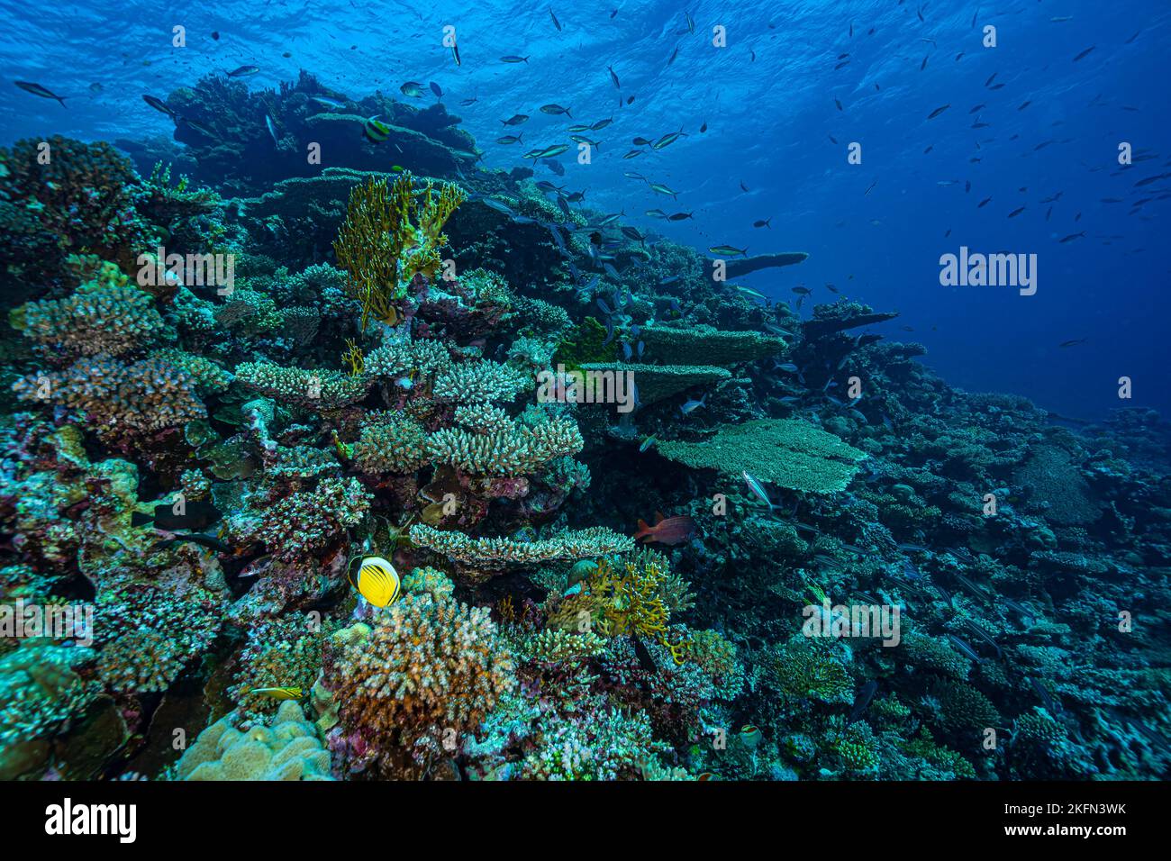 Coral garden in the Red Sea Stock Photo - Alamy