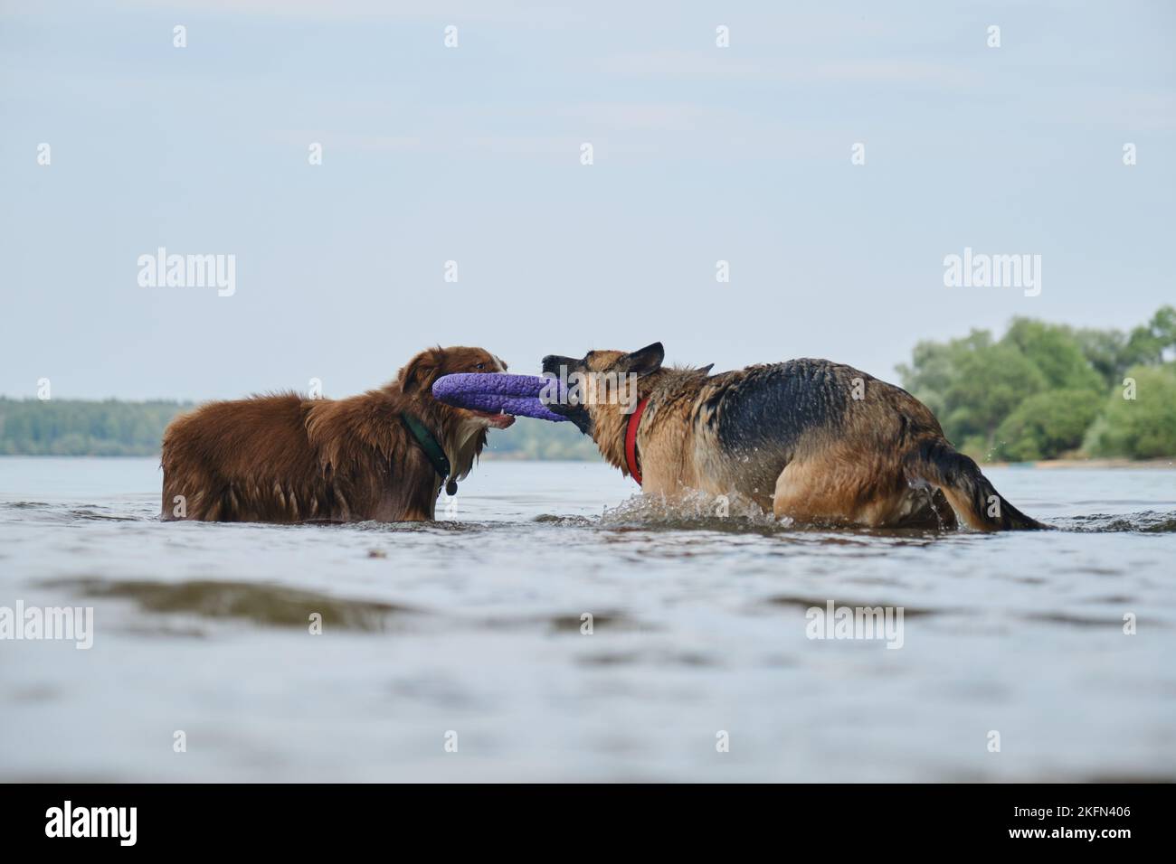 Two dogs play tug of war toys standing in water. Australian and German ...