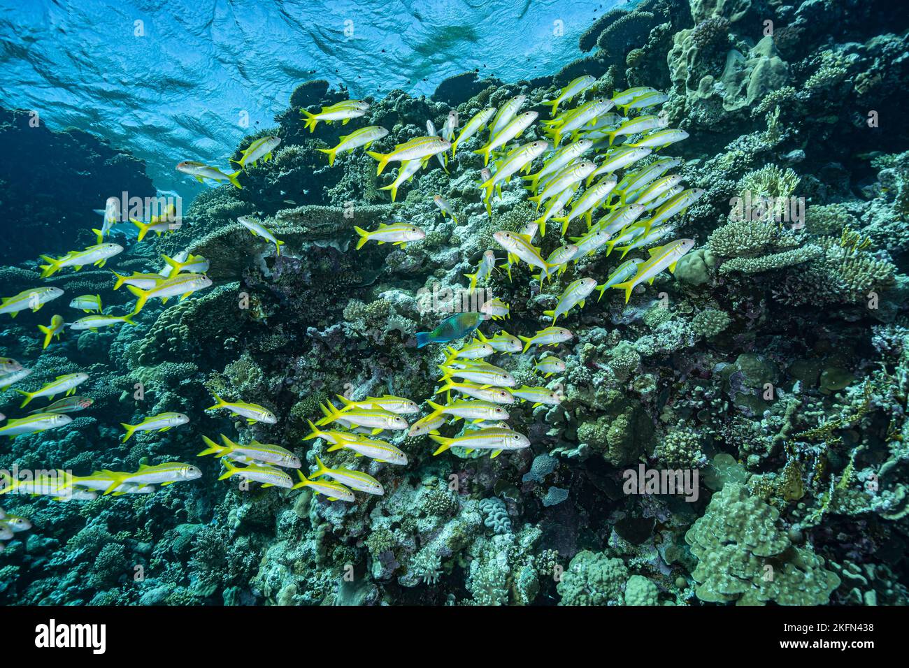 school of red sea goatfish Stock Photo - Alamy