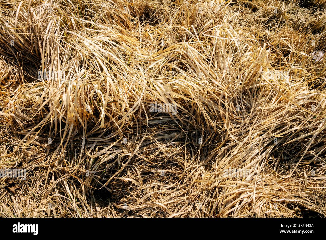 Closeup of old aged dry grass straw texture background. Macro of a ...
