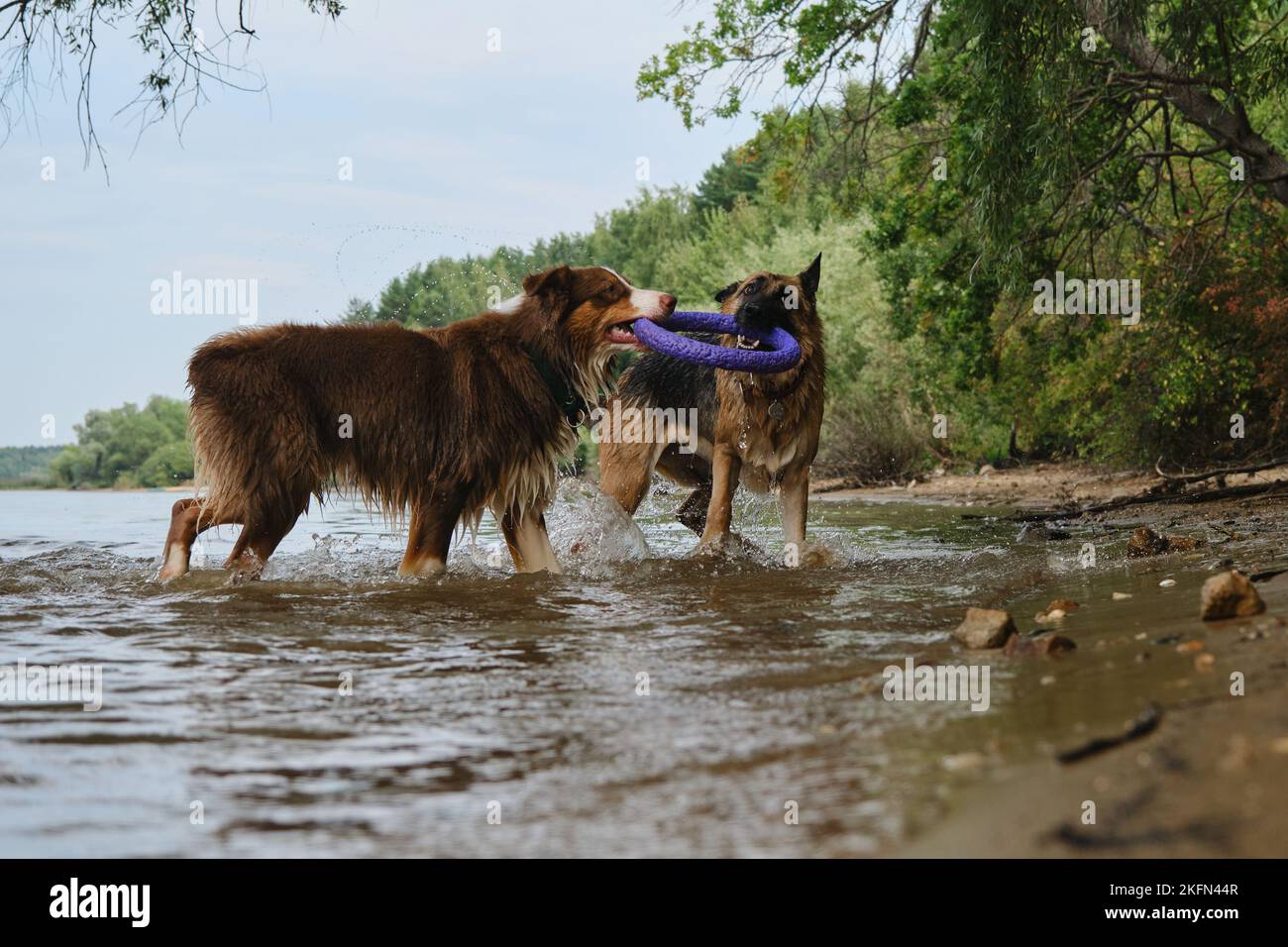 Two dogs play tug of war toys standing in water. Australian and German ...