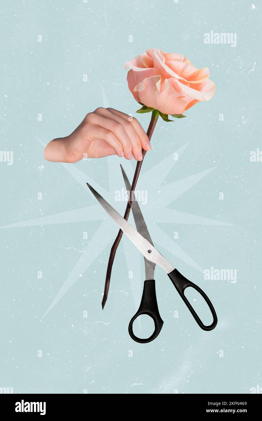 Vertical collage photo of beautiful pink rose hold hand cut flower shop ...