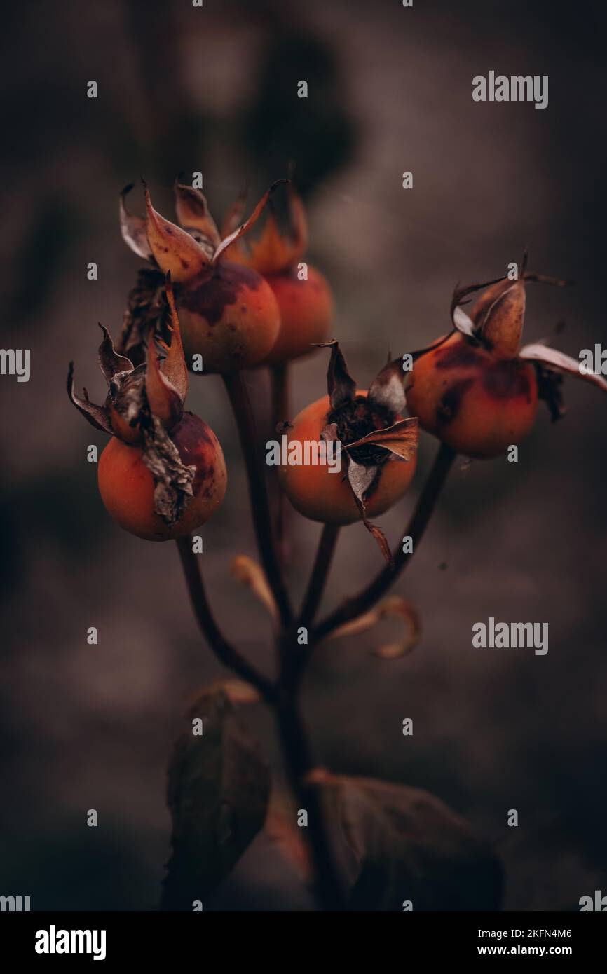 Minimal cake hi-res stock photography and images - Alamy