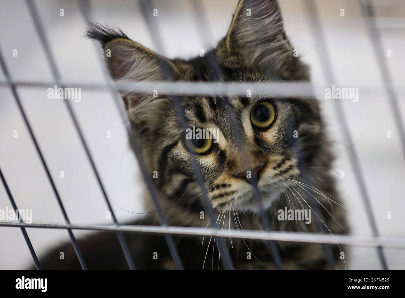 The international cat show organized by the cat lovers' club Felis ...