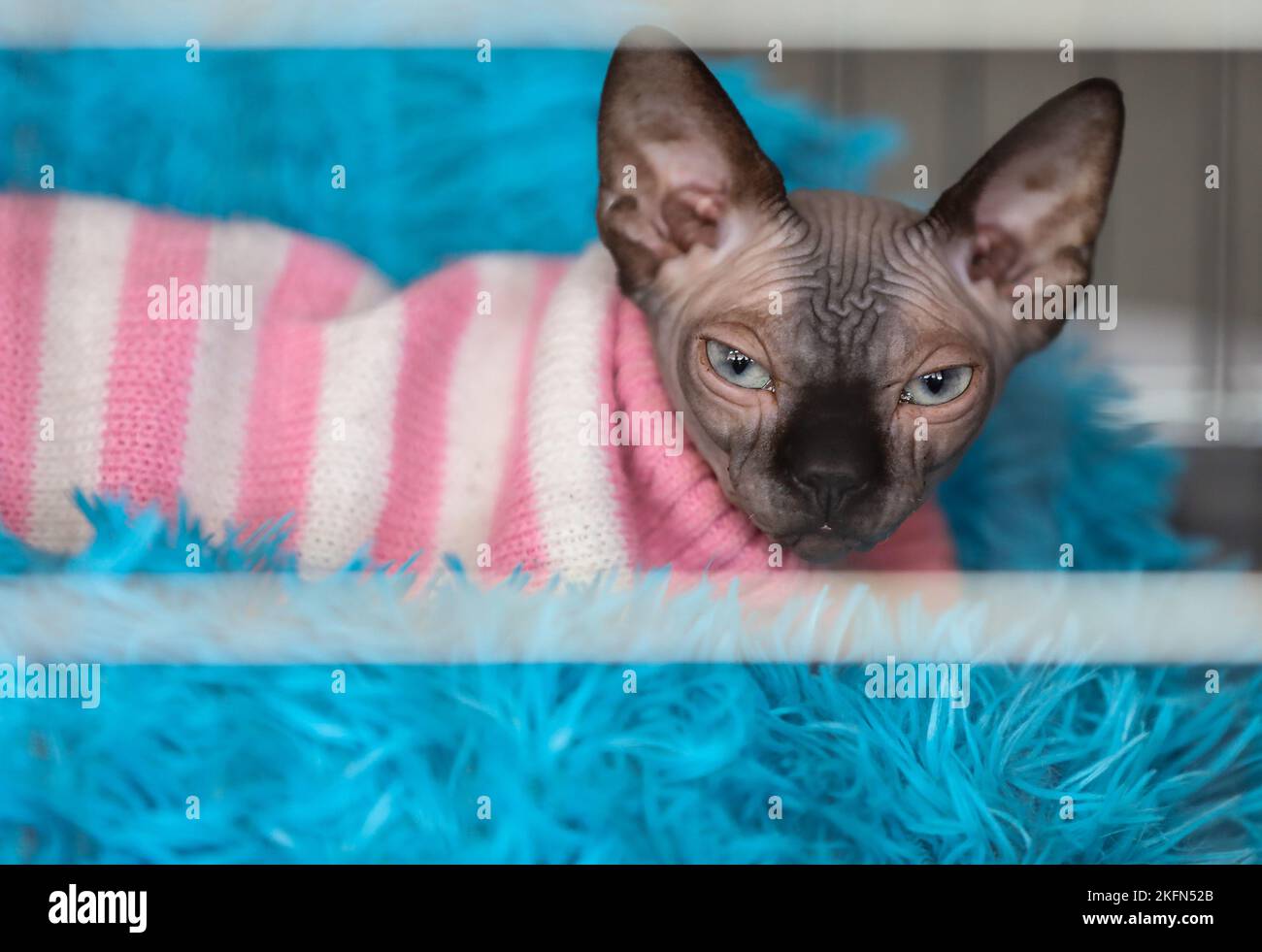 The international cat show organized by the cat lovers' club Felis ...