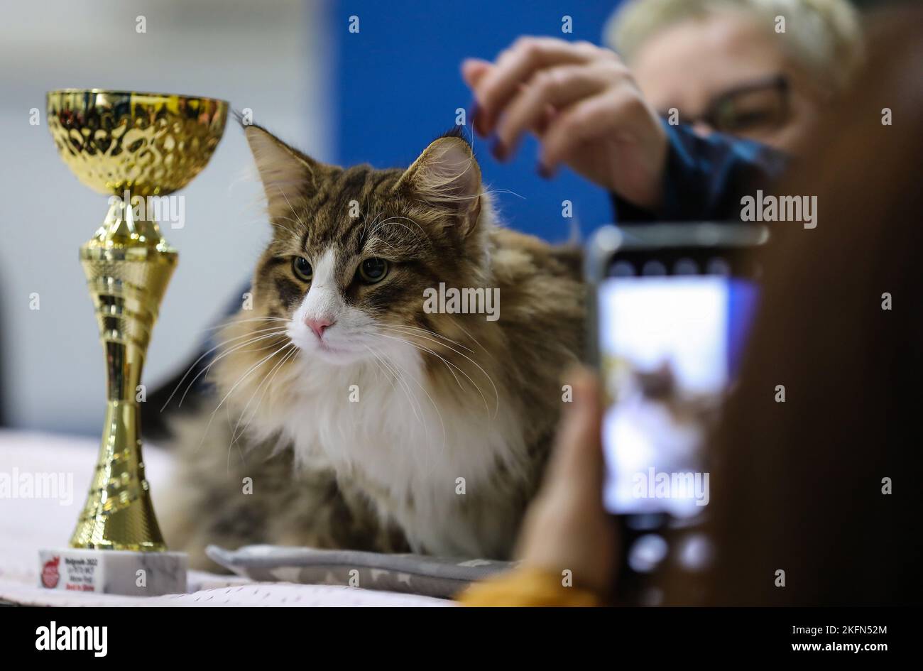 The international cat show organized by the cat lovers' club Felis ...