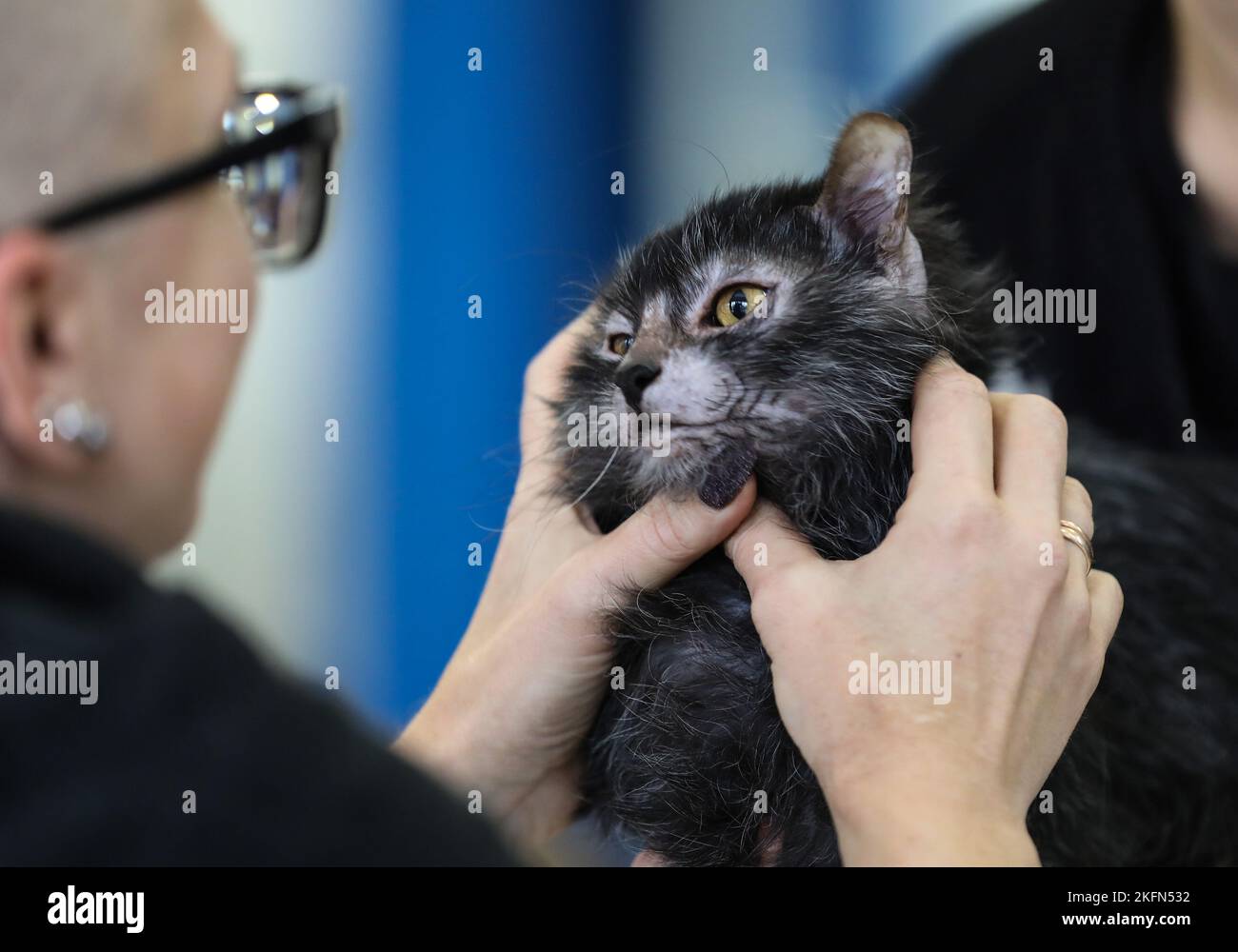 The international cat show organized by the cat lovers' club Felis ...