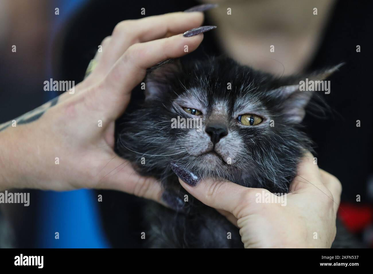 The international cat show organized by the cat lovers' club Felis ...