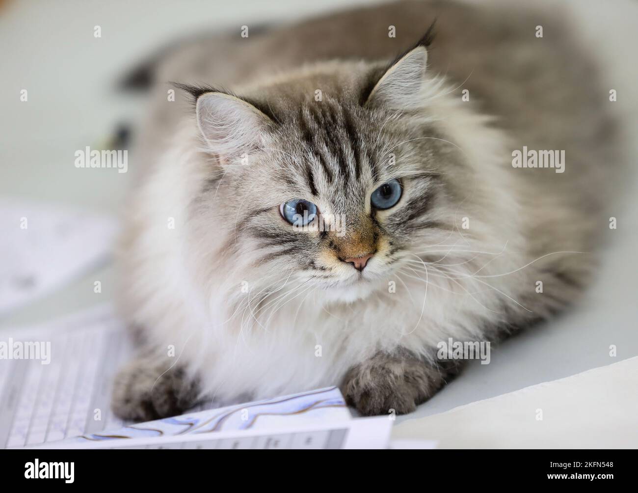 The international cat show organized by the cat lovers' club Felis ...