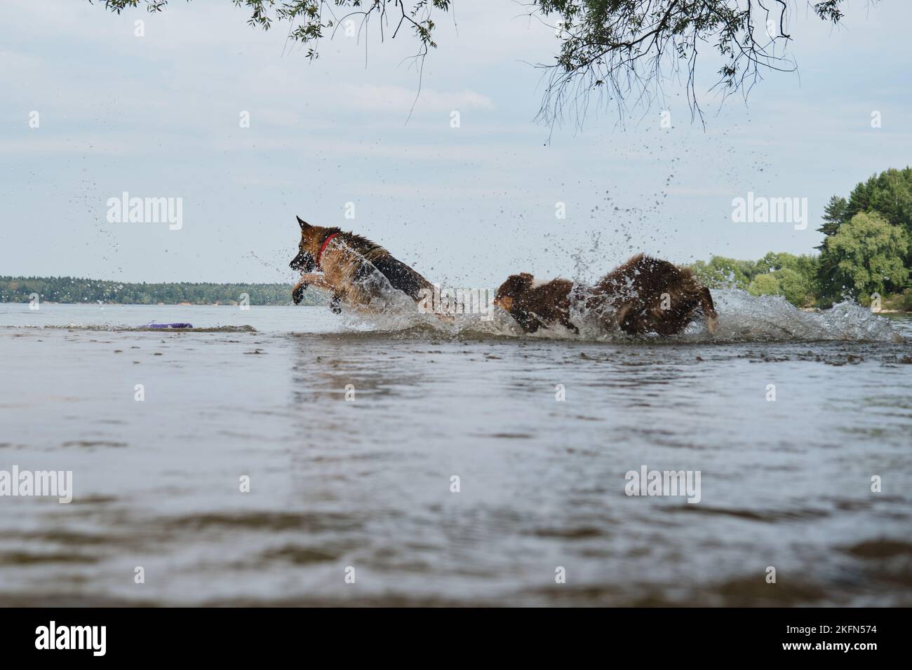 Two dogs playing catch up running in water. Spray flying in different ...