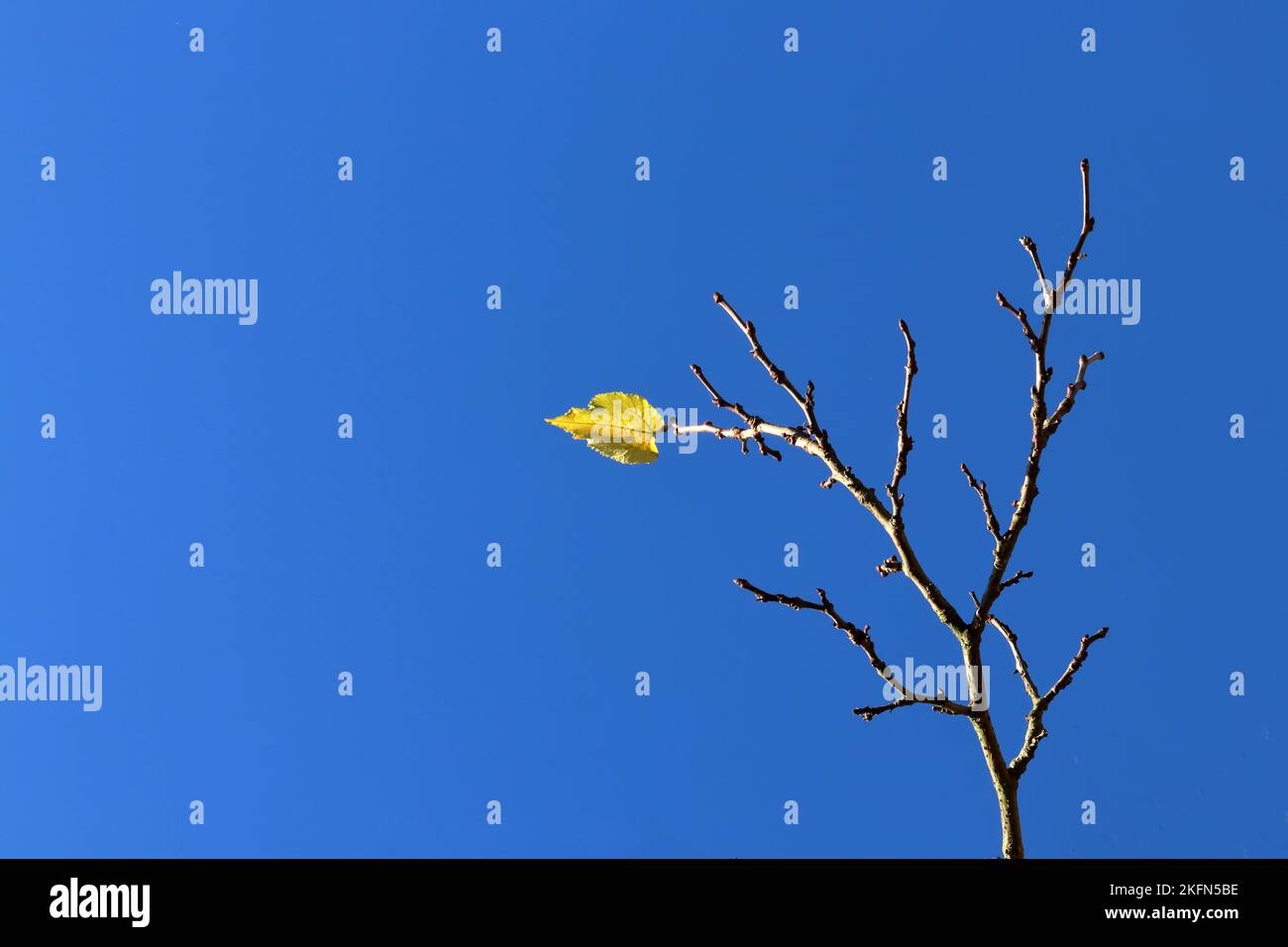 Last leaf on the tree with blue sky background Stock Photo - Alamy