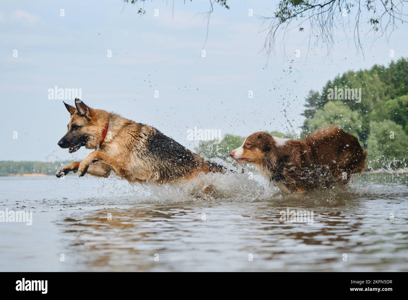 Two dogs playing catch up running in water. Spray flying in different ...