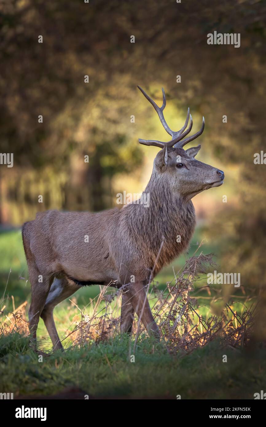 Young male deer with half grown antlers seen roaming the Surrey parks ...