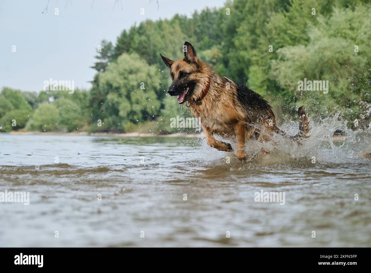 German Shepherd has fun swimming in river in summer. Dog runs into lake ...