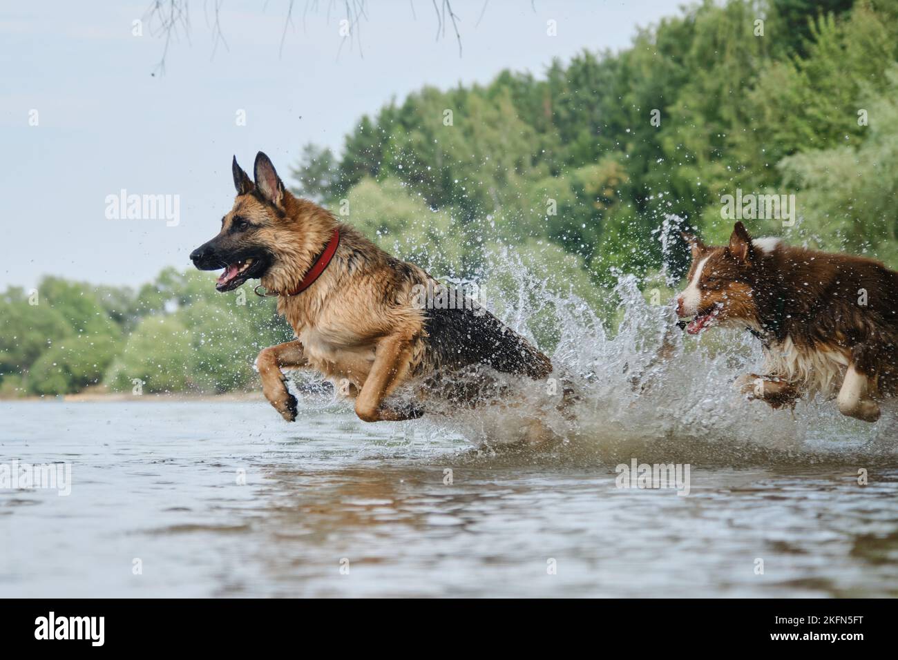 Two dogs playing catch up running in water. Spray flying in different ...