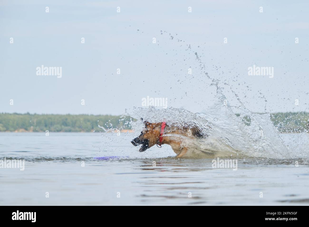 German Shepherd has fun swimming in river in summer. Dog runs into lake ...