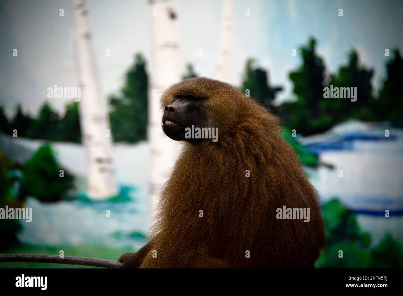 A shallow focus shot of a baboon monkey looking at the camera in a zoo ...