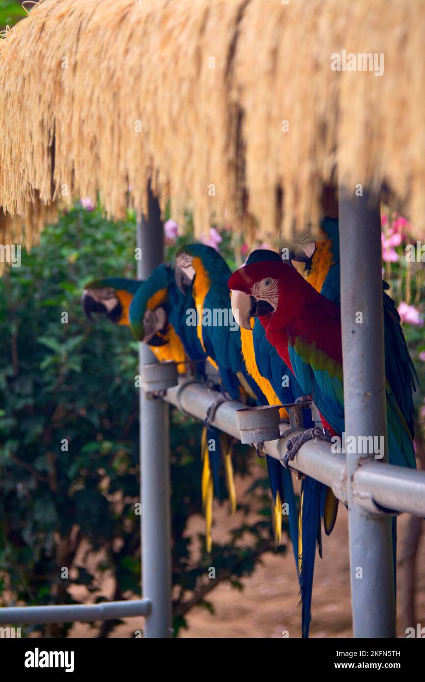 A vertical shot of Scarlet Macaw parrots perched next to each other ...