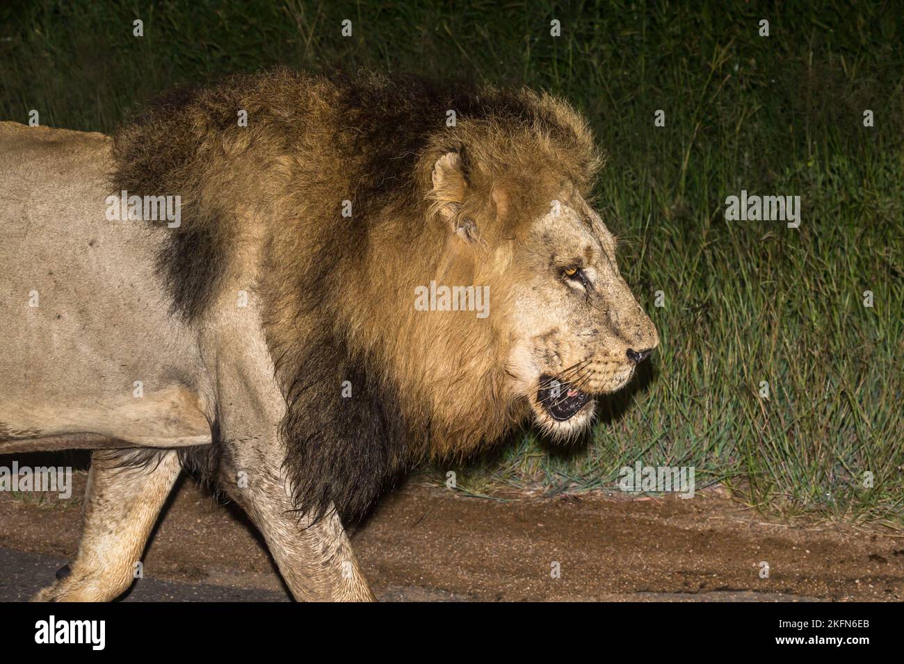 Lone Male Lion (Panthera leo) photographed on a night drive in Kruger ...