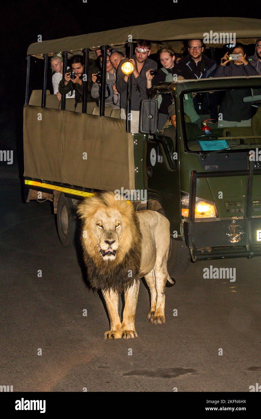 Lone Male Lion (Panthera leo) photographed on a night drive in Kruger ...
