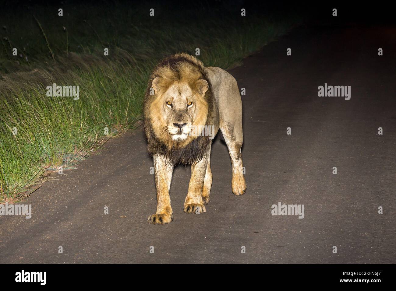 Lone Male Lion (Panthera leo) photographed on a night drive in Kruger ...