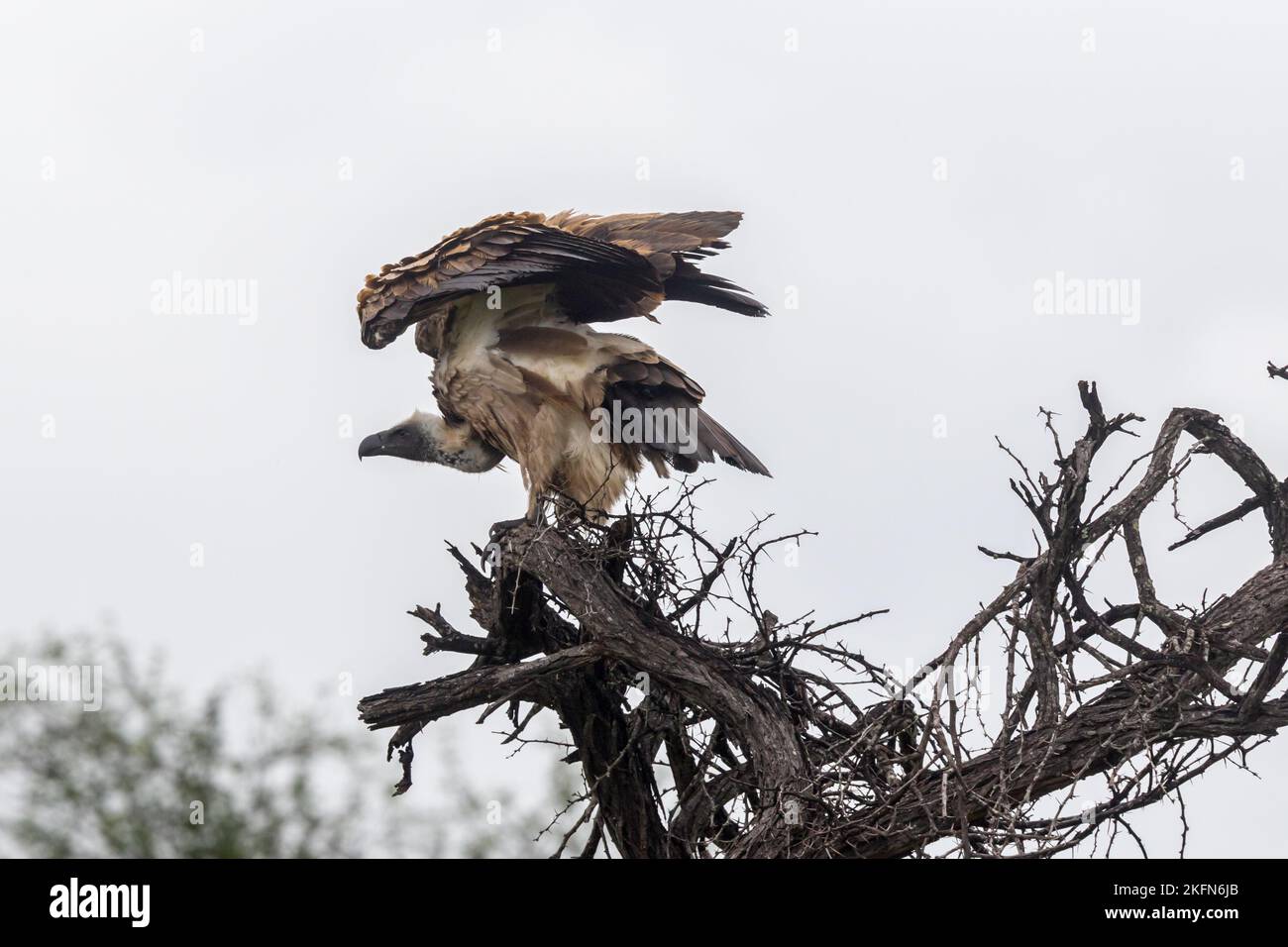 African White-backed Vulture (Gyps africanus) in a dead tree in Kruger ...