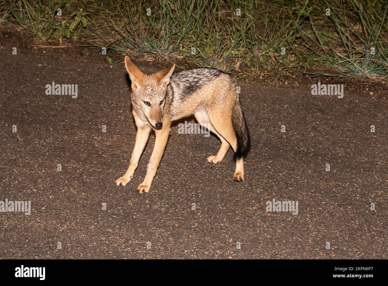 Black-backed Jackal or Silver-backed Jackal (Lupulella mesomelas) in ...