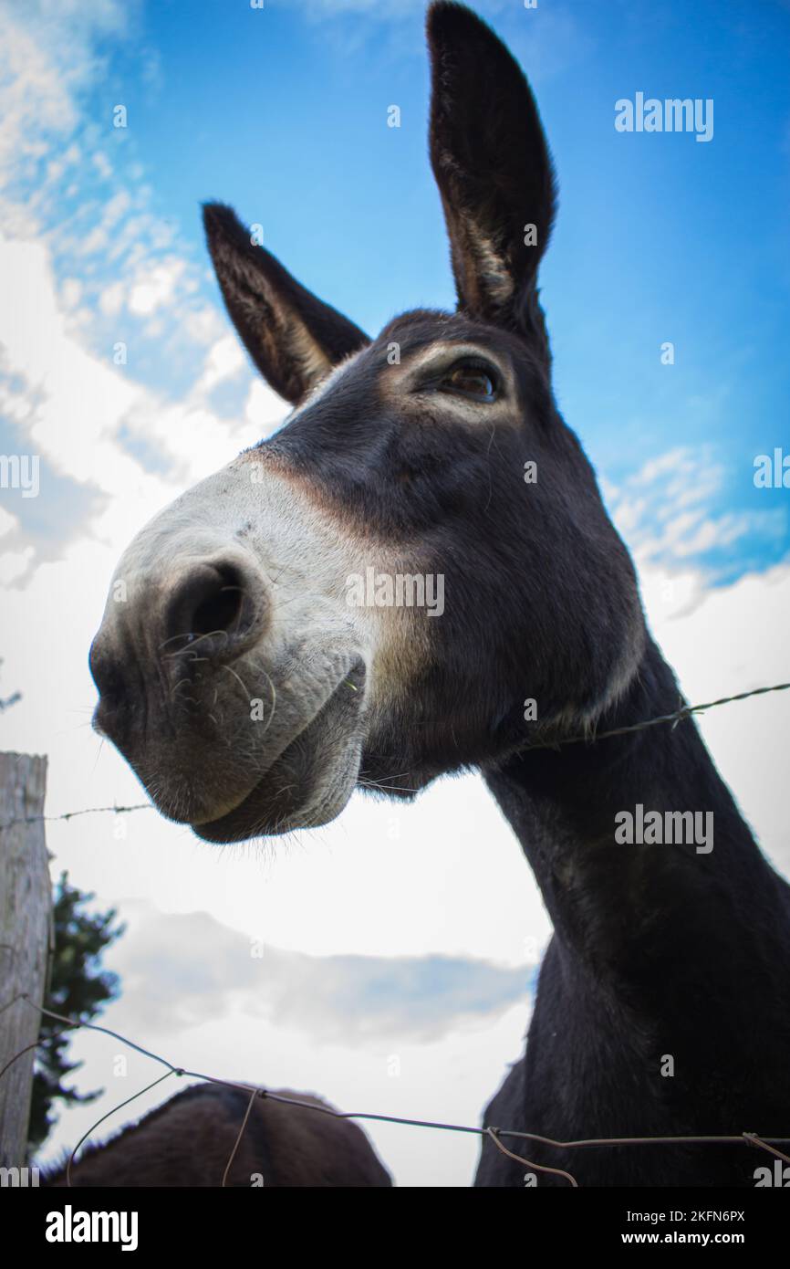 Black donkey behind wire fence. Curious donkey looking at camera. Rural ...