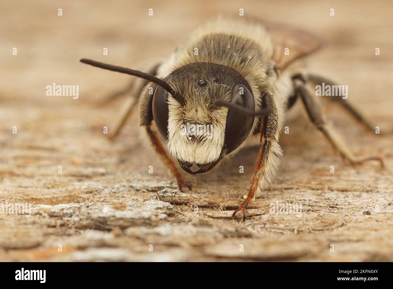 Frontal detailed closeup of a male white sectioned leafcutter bee ...