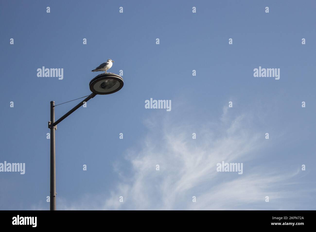 Lonely seagull sitting at street lantern on blue sky background ...