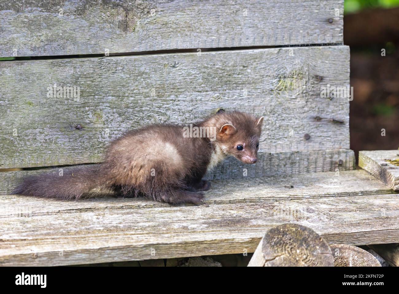 Cute young marten posing on an old wooden building. Horizontally Stock ...