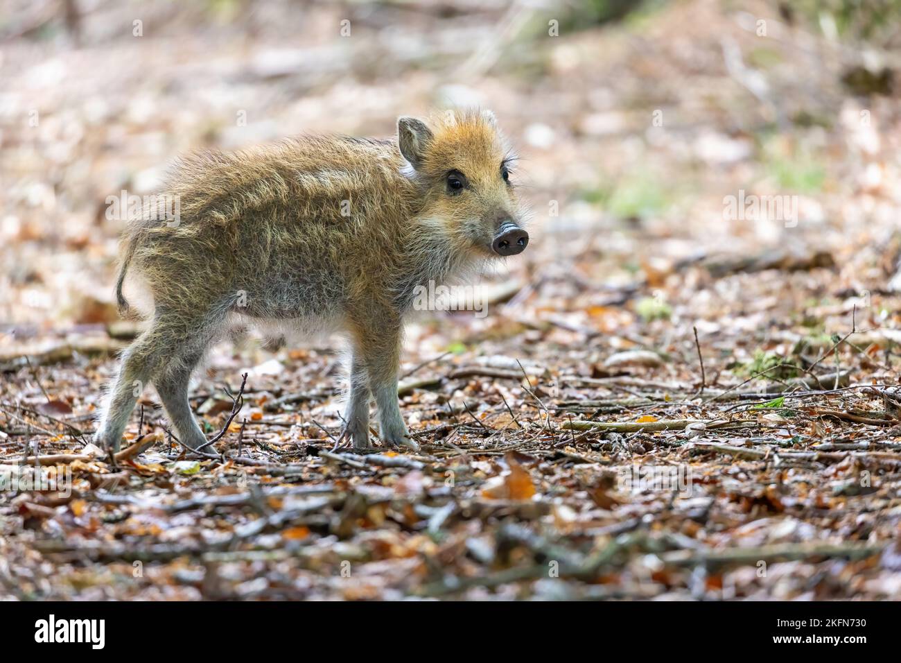 Side view of posing young wild boar in the forest. Horizontally Stock ...