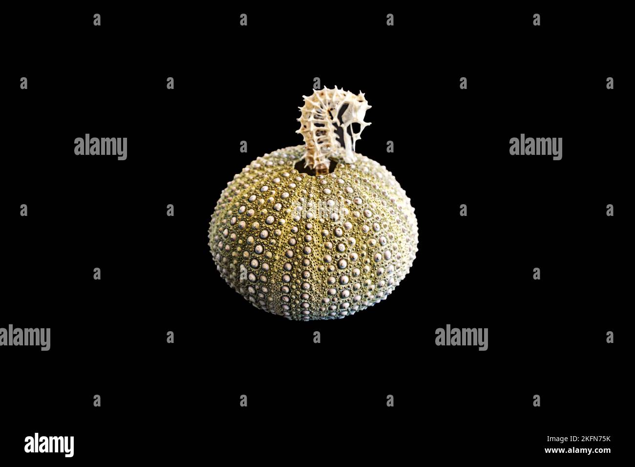 A beautiful textured sea urchin shell with a seahorse skeleton isolated ...