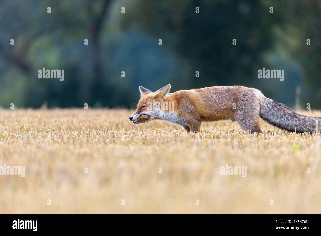 Side view of the red fox posing with the caught prey in its mouth Stock ...