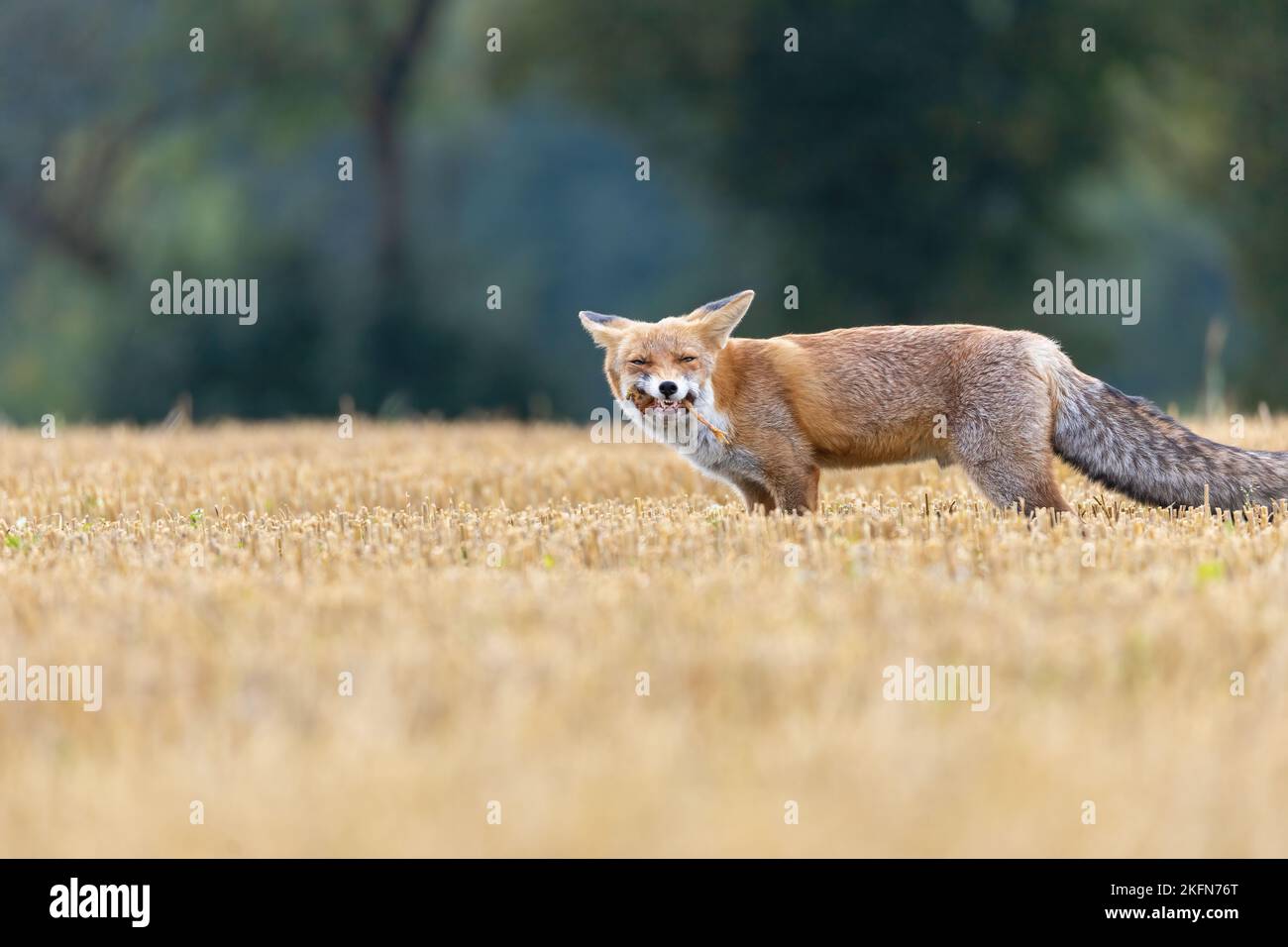 Red fox with the caught prey in its mouth is smiling at the camera ...
