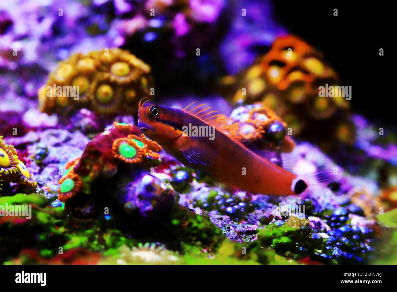 Ecsenius hi-res stock photography and images - Alamy