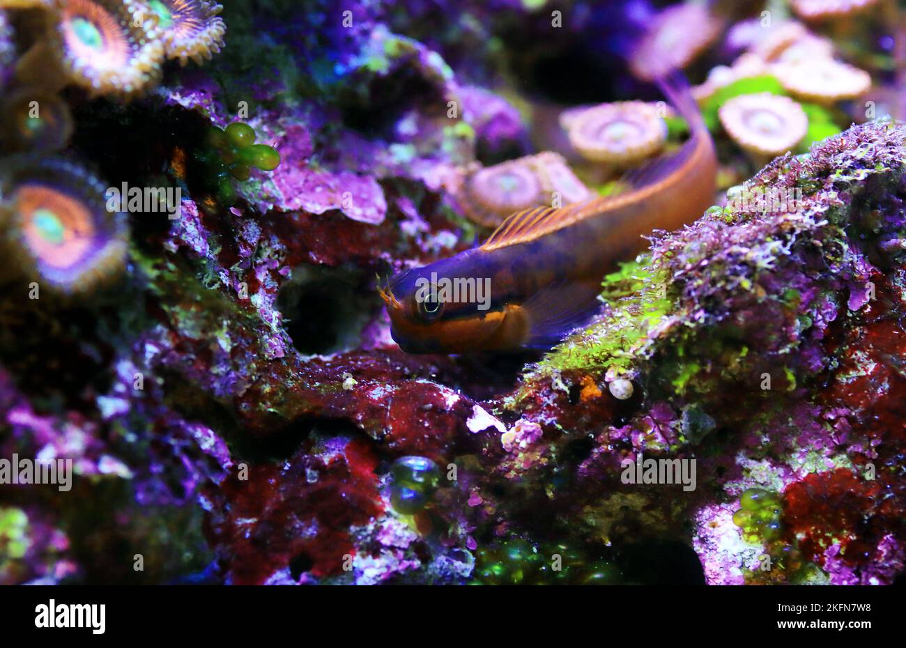 Tail spot blenny hi-res stock photography and images - Alamy