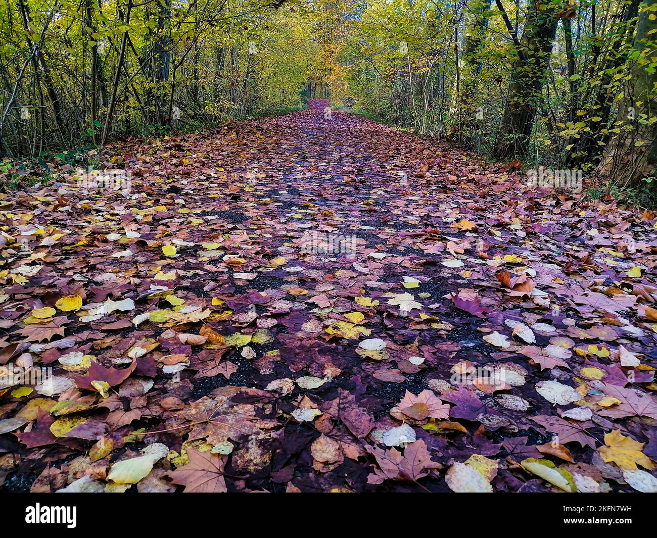 Autumn colors are bright and juicy. Outskirts of Strasbourg, Rhine ...