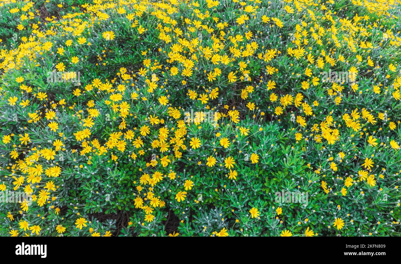 Bushes of blooming yellow chamomile Stock Photo - Alamy