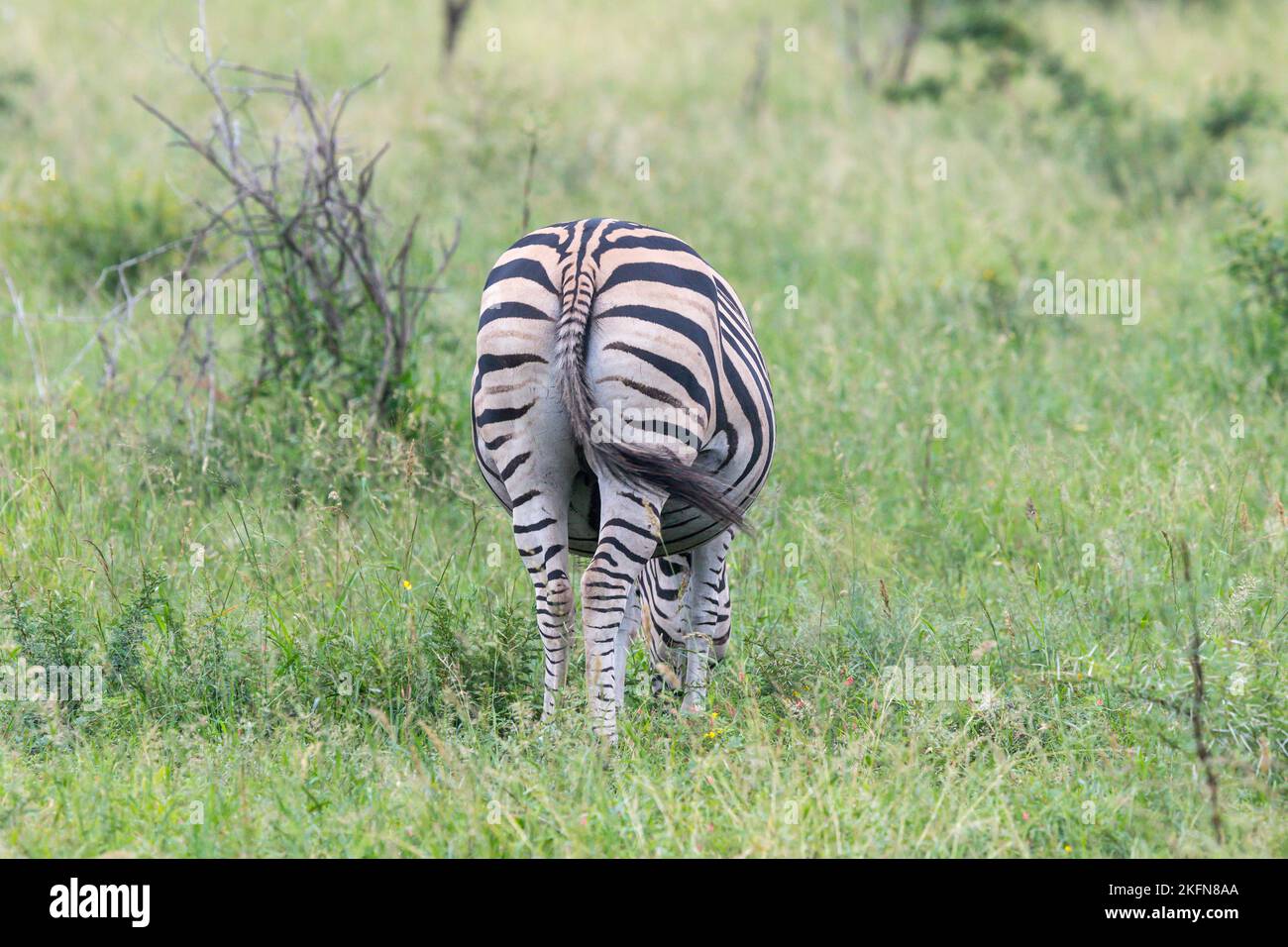 Plains zebra (Equus quagga) rear end in Kruger National Park, South ...